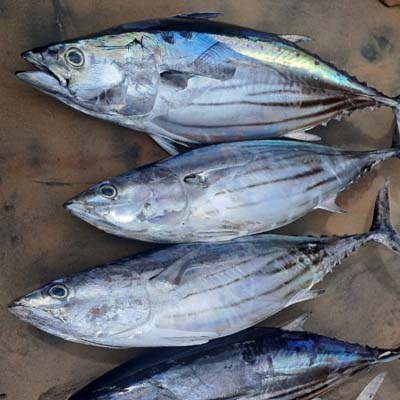 Sora - Kbroseafish - Fresh & Quality Seafood Delivered in Hyderabad